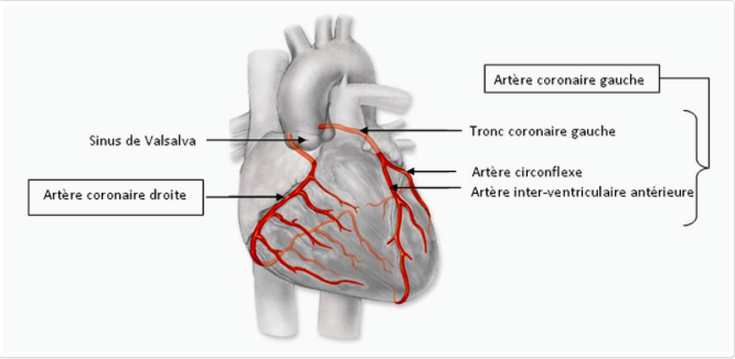 Le cœur - Chirurgie cardiaque - Clinique Saint-Augustin, Bordeaux